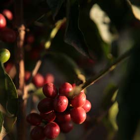 Buy Coffee & Tea Online with Java Republic