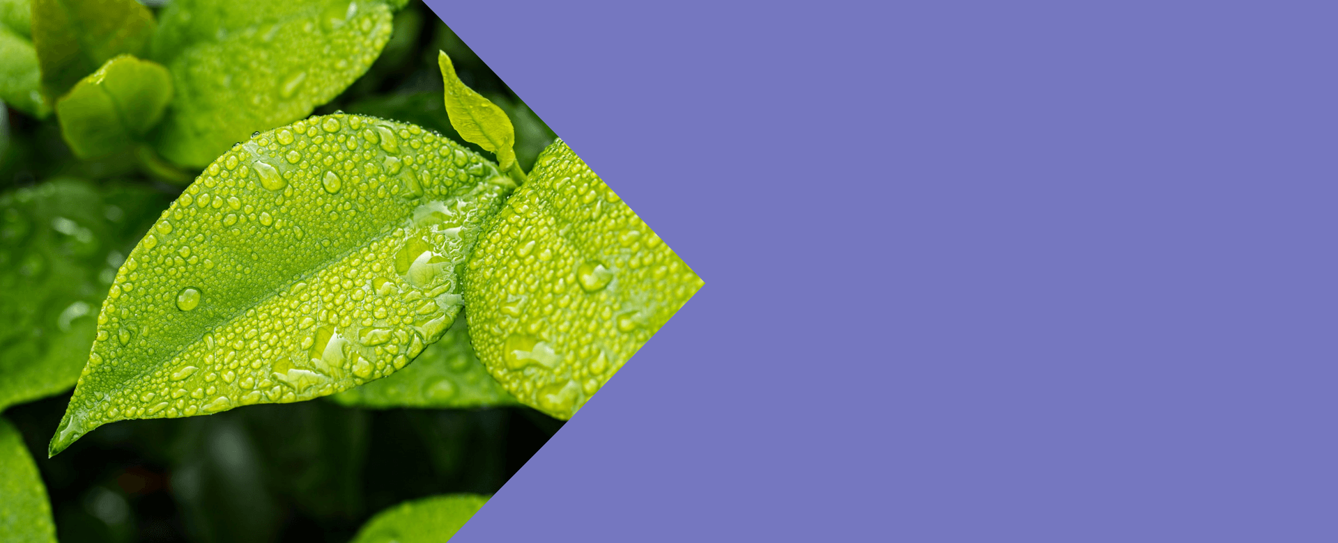 Sustainability | Java Republic – Ethical & Sustainable Coffee